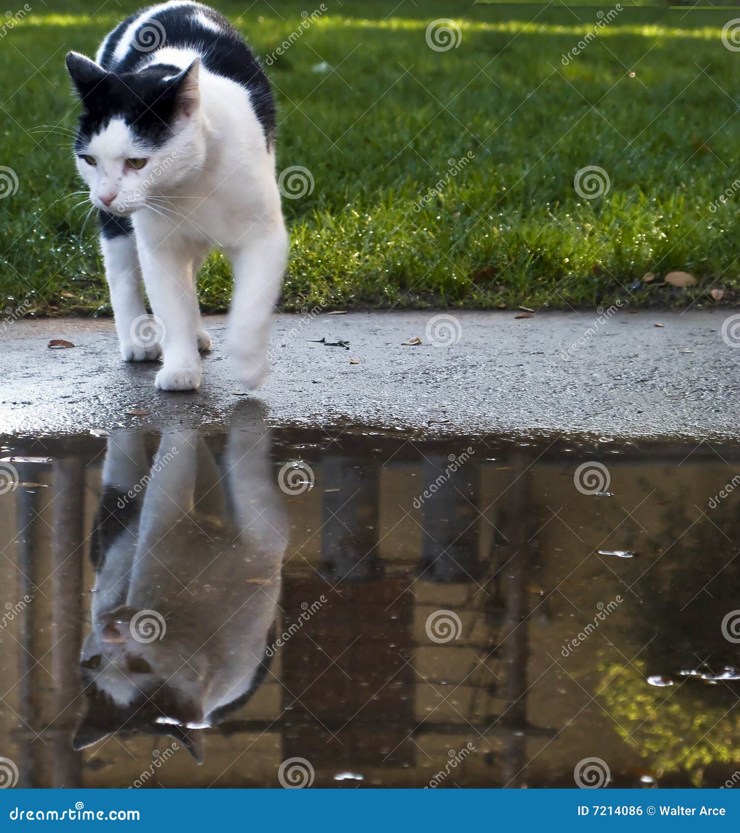 Cat with Reflection stock photo. Image of pretty, motion - 7214086