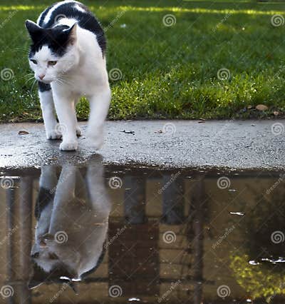 Cat with Reflection stock photo. Image of pretty, motion - 7214086