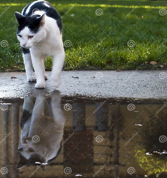 Cat with Reflection stock photo. Image of pretty, motion - 7214086