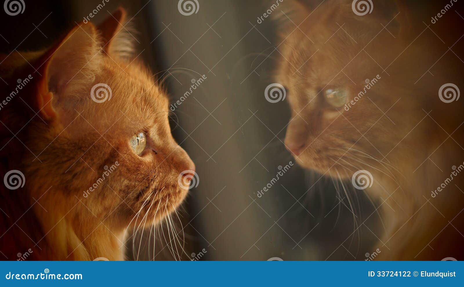 Cat Reflections stock photo. Image of yellow, door, hair - 33724122
