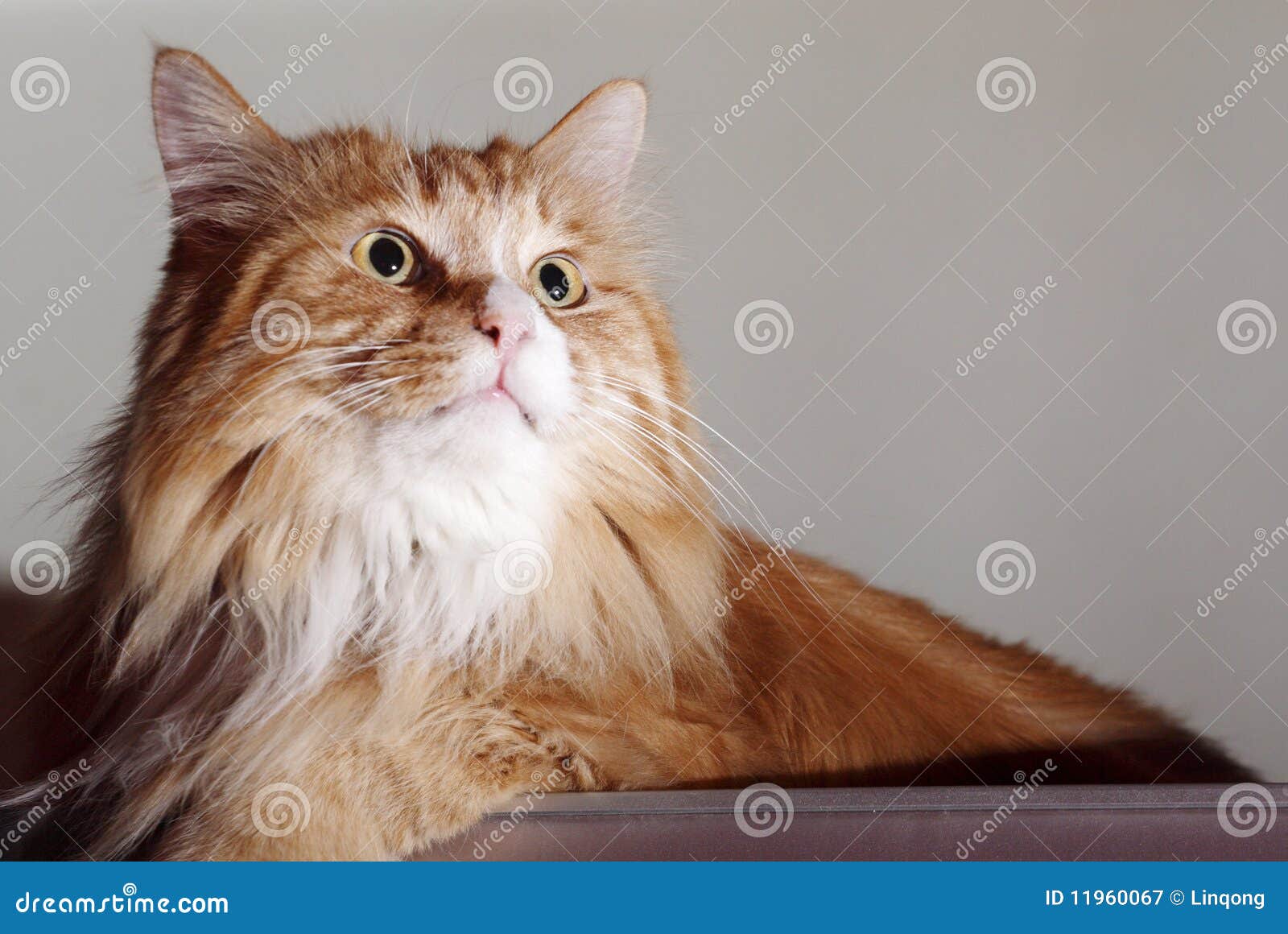 Cat on the refrigerator. stock image. Image of lovely - 11960067