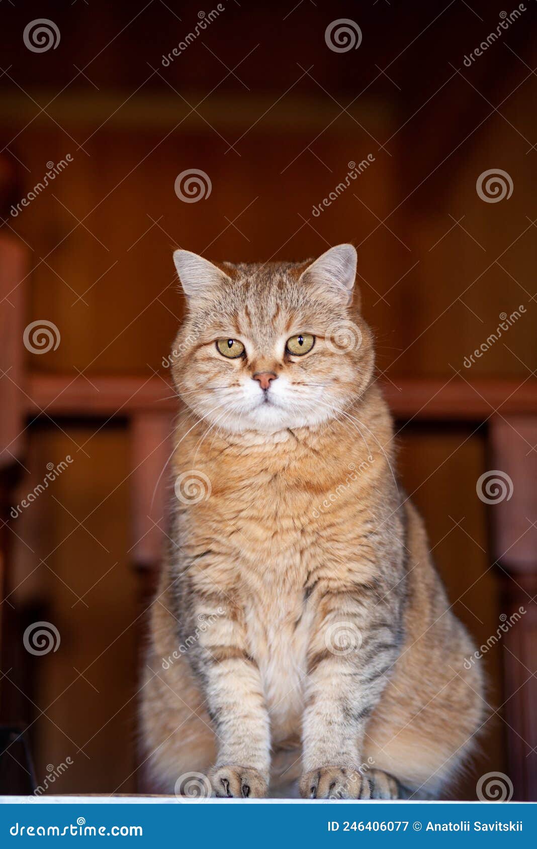 Cat on the Refrigerator, the Cat Looks Down from the Evening Stock ...