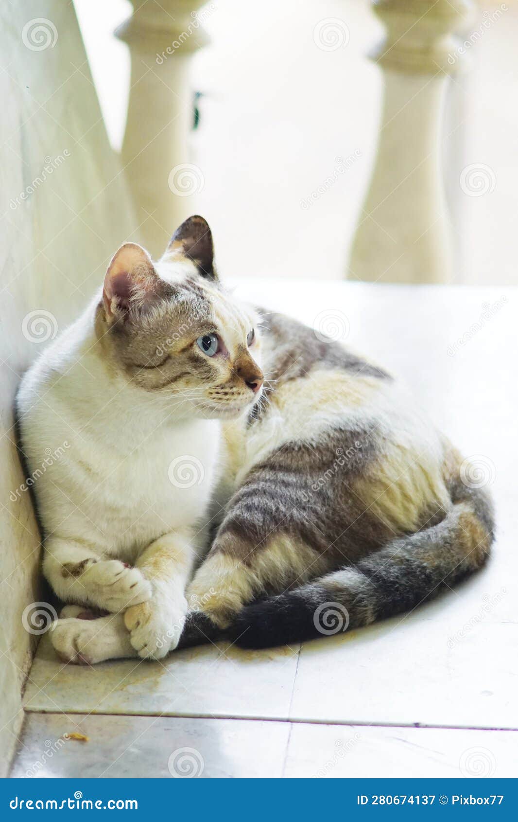 Cat Relax on Seat, Animal Portrait Stock Image - Image of beautiful ...