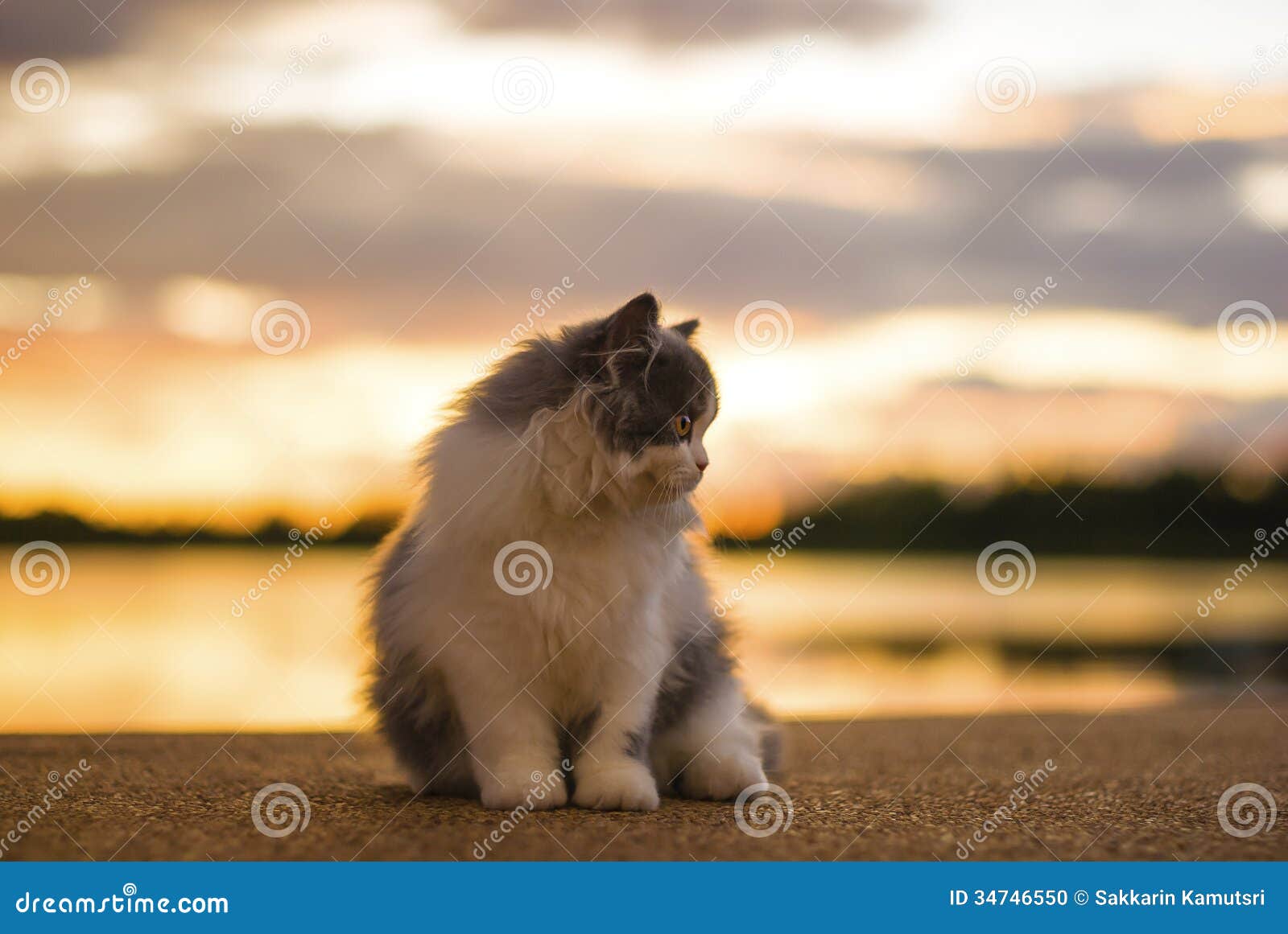 Cat relax stock photo. Image of sunset, young, cute, relax - 34746550