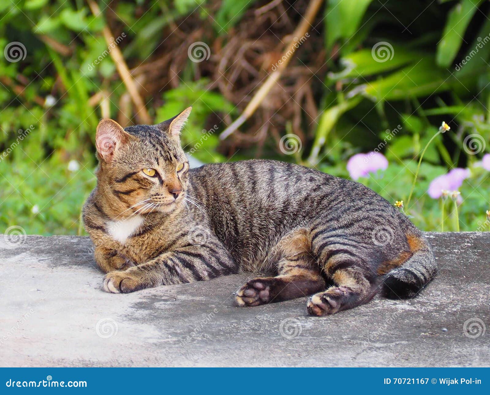 Cat relax time stock image. Image of time, smart, morning - 70721167