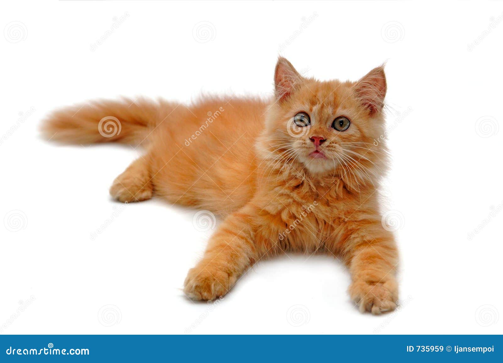 Cat relaxing stock image. Image of play, posing, life, indoor - 735959