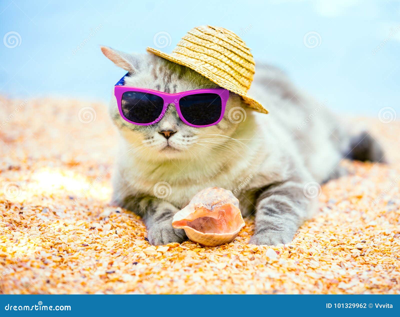 Cat relaxing on the beach stock photo. Image of enjoyment - 101329962 Cat relaxing on the beach stock photo. Image of enjoyment - 101329962