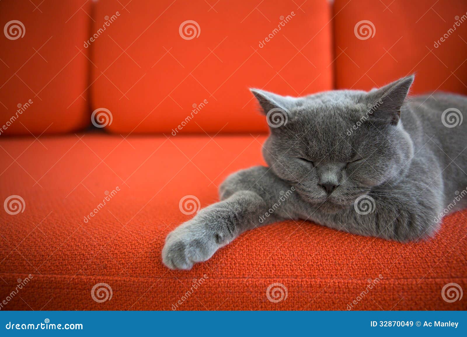 Cat relaxing on the couch. stock image. Image of relaxing - 32870049
