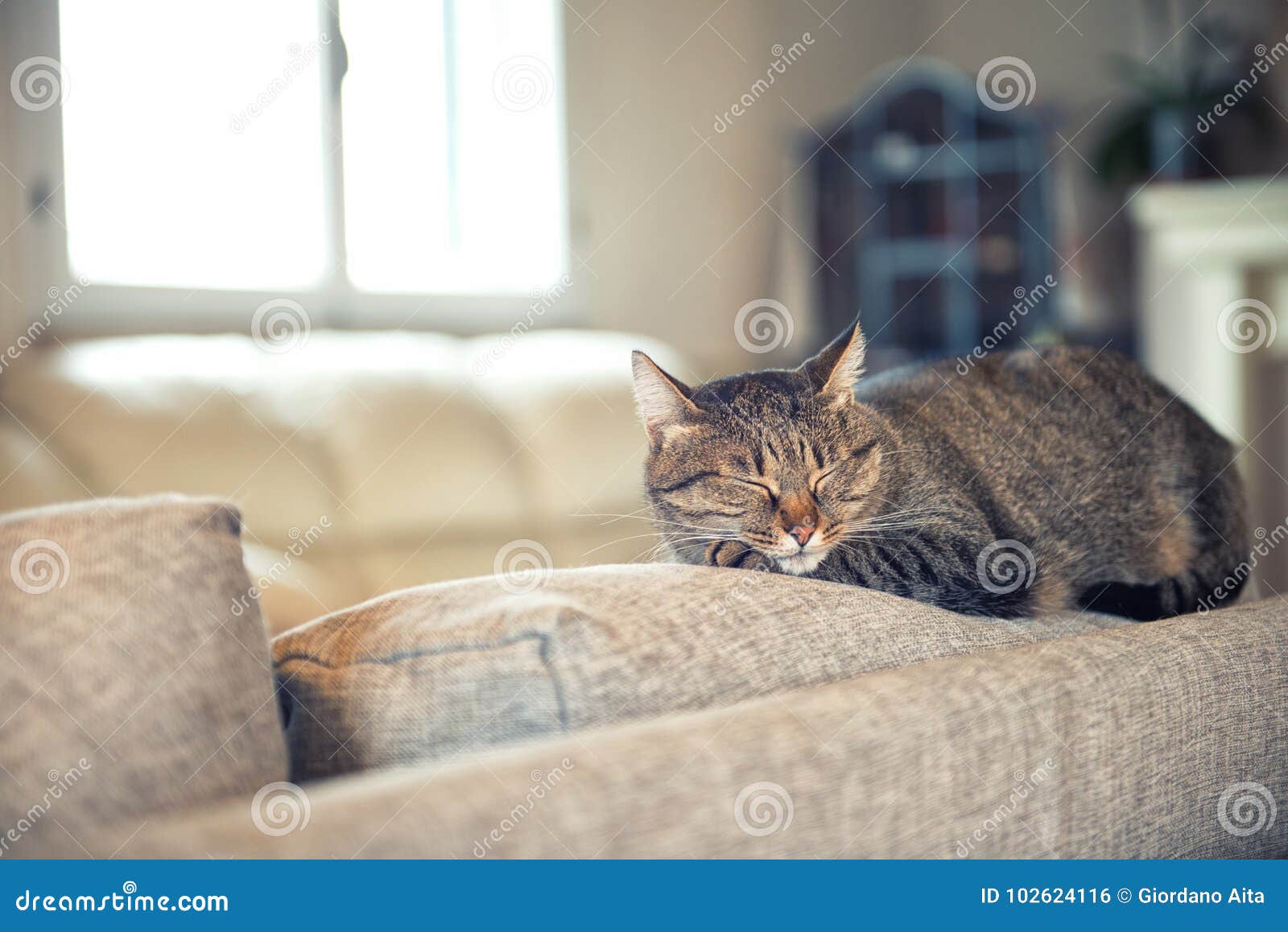 Cat relaxing on couch stock photo. Image of couch, relaxing - 102624116