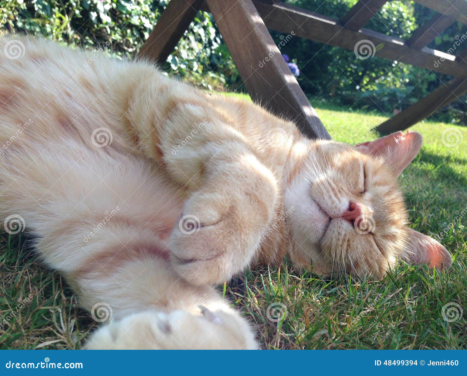 Cat relaxing in the garden stock photo. Image of cats - 48499394