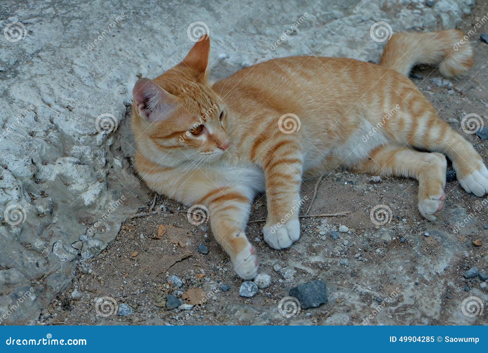 Cat relaxing on ground stock image. Image of love, nose - 49904285