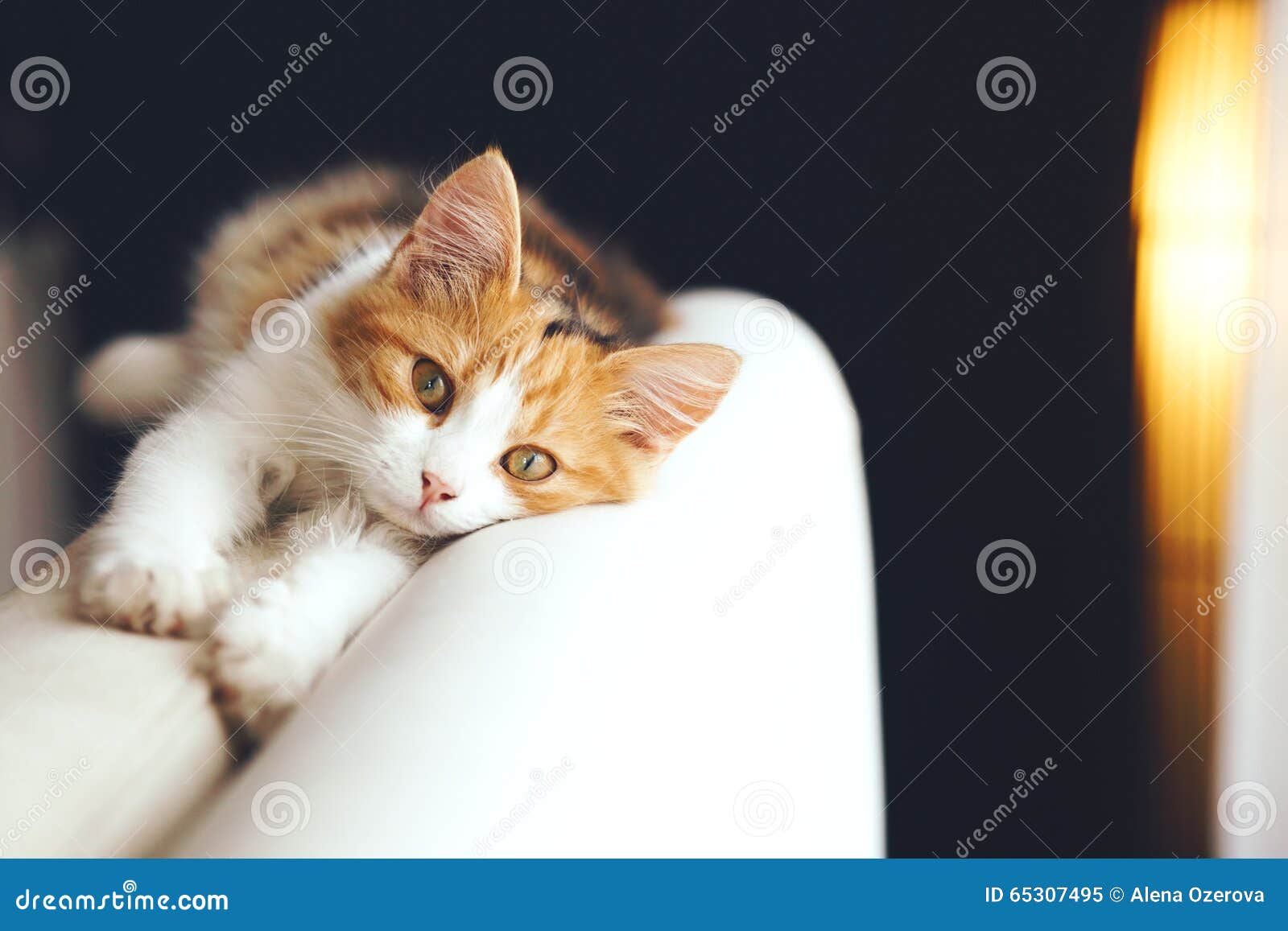 Cat relaxing at home stock image. Image of warm, relax - 65307495