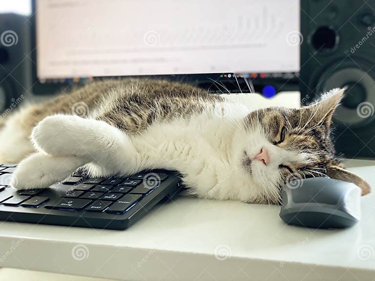 Cat Relaxing in Home Office Stock Image - Image of mouse, employed ...