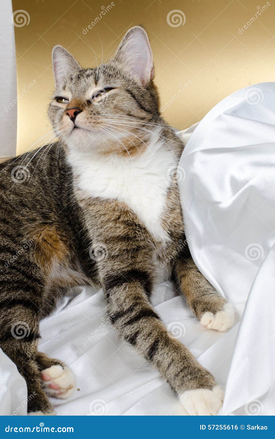 Cat relaxing stock photo. Image of fabric, relax, gold - 57255616