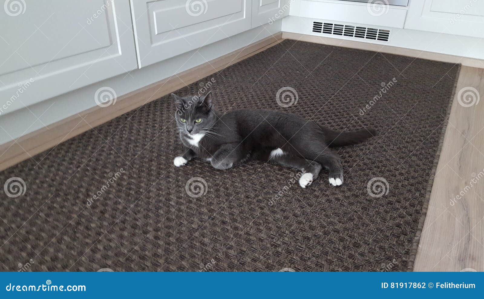 Cat stock photo. Image of carpet, kitchen, cute, kitty - 81917862
