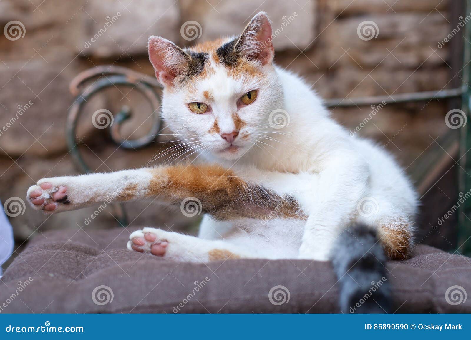 Cat relaxing stock photo. Image of eyes, animal, hair - 85890590