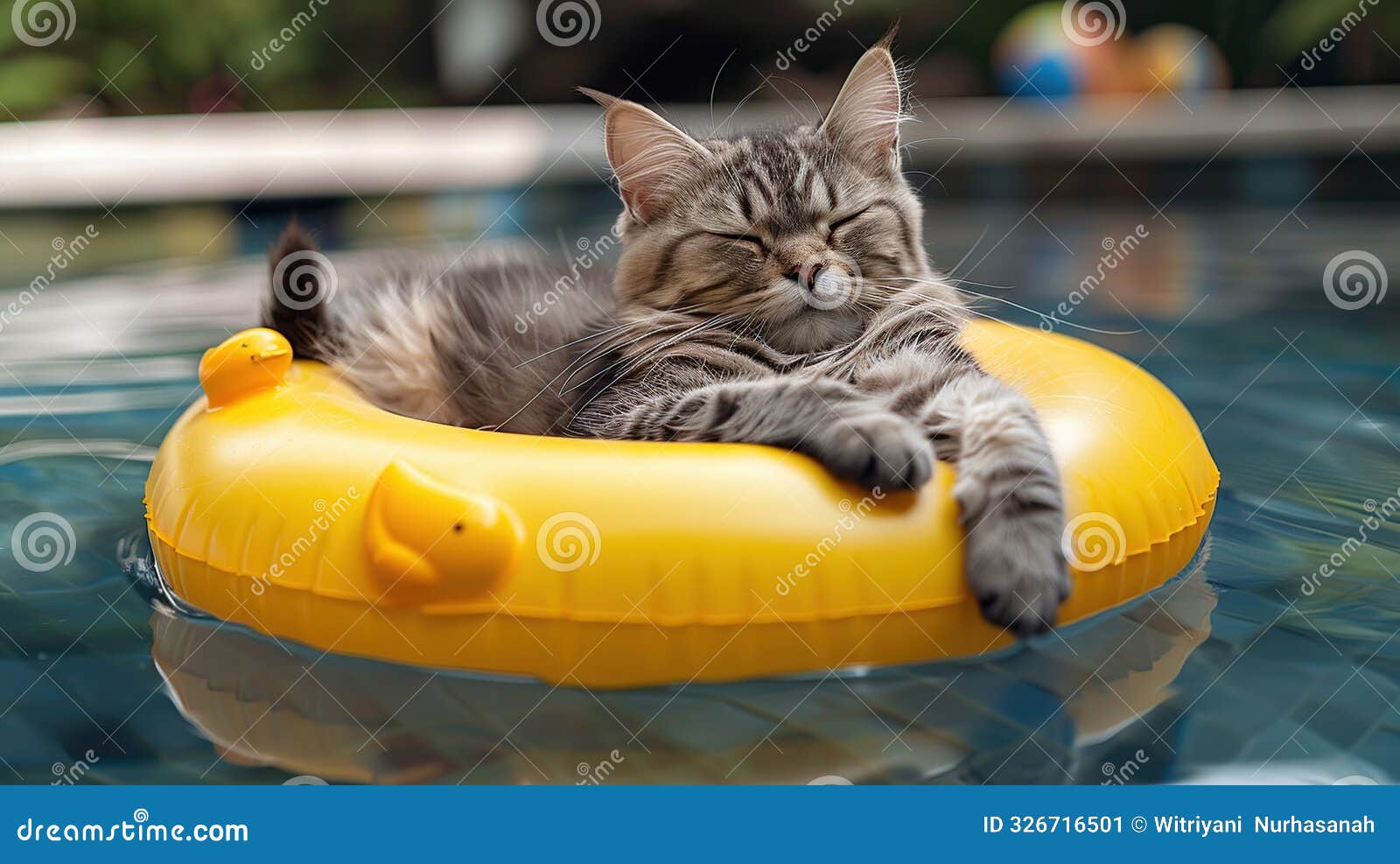 Cat Relaxing on Pool Float stock illustration. Illustration of ...