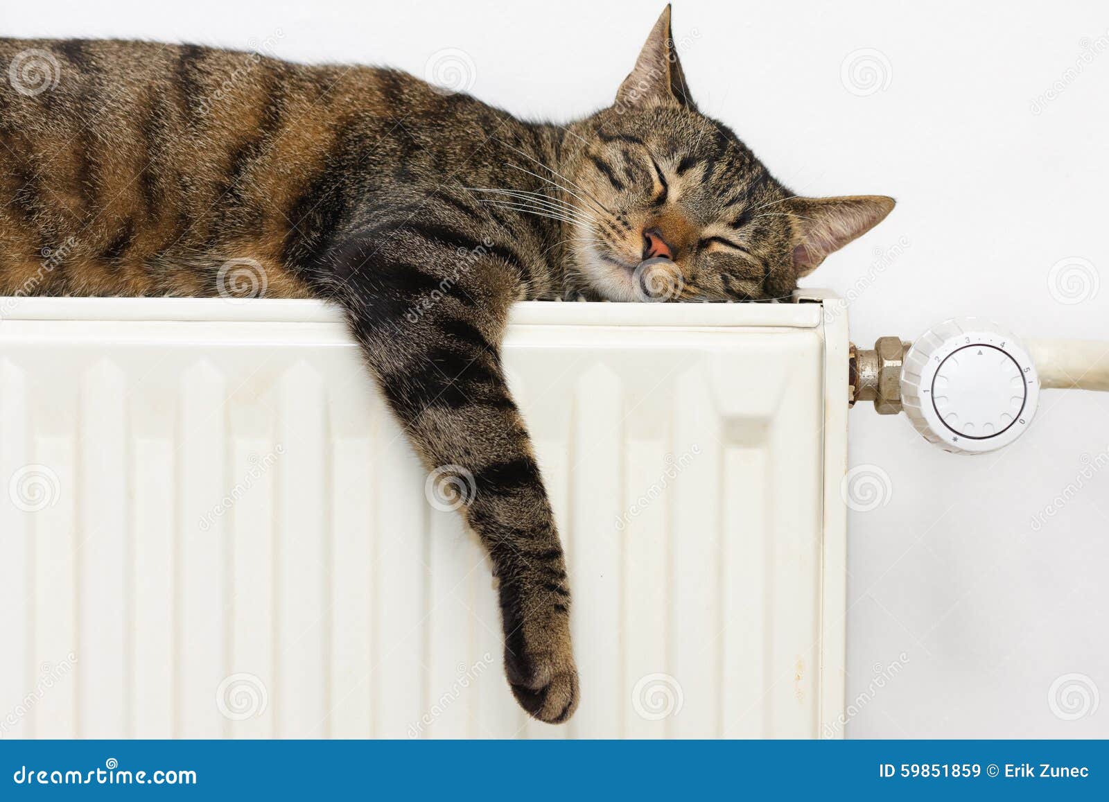 Cat relaxing on a radiator stock image. Image of knob - 59851859