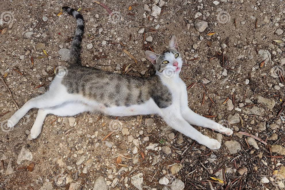 Cat Relaxing in Sicily Vendicari Noto Stock Image - Image of street ...