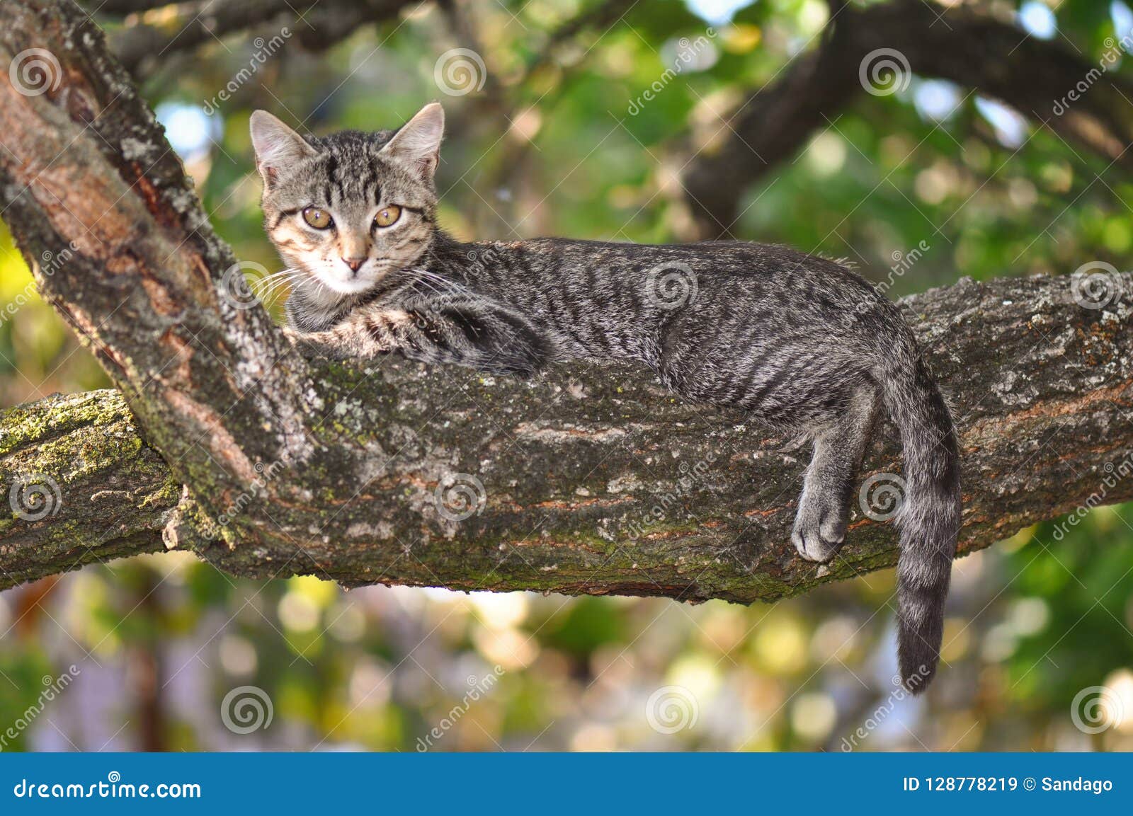 Cat relaxing stock image. Image of assistance, cars - 128778219