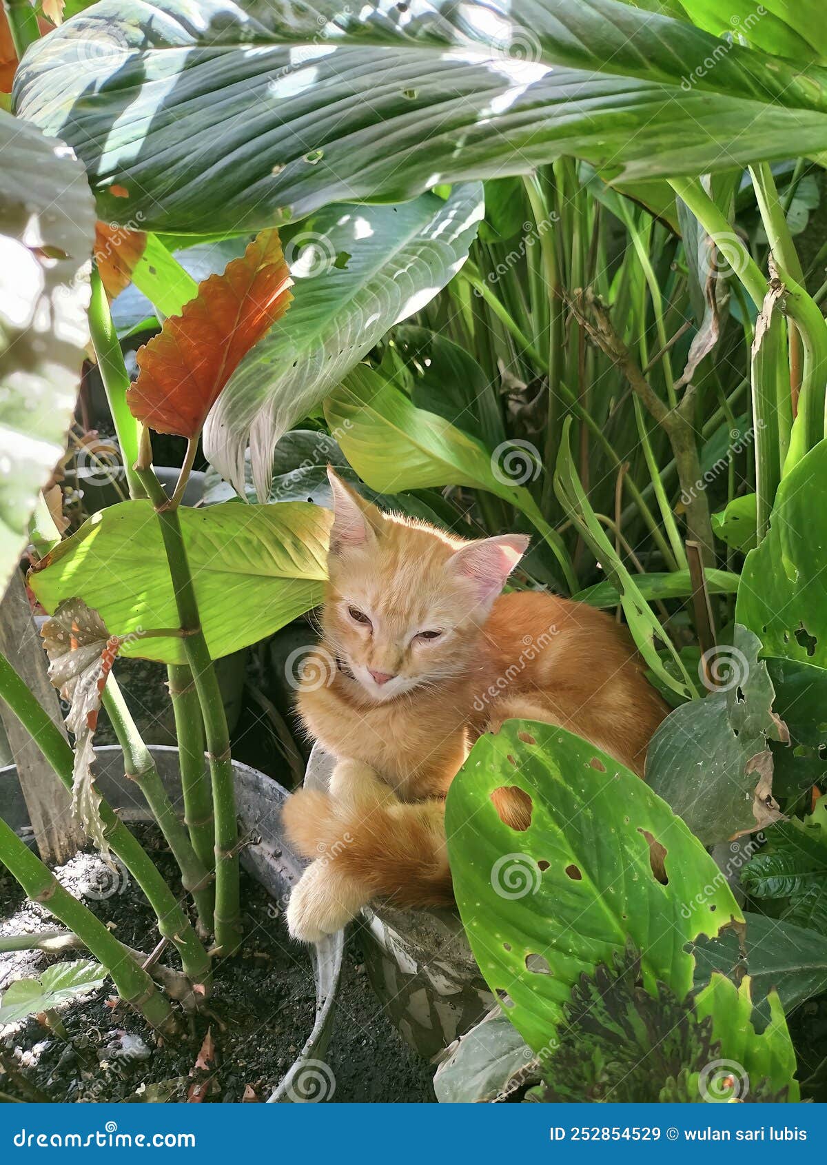 A Cat Relaxing on a Sunny Day Stock Image - Image of sunny, mammal ...