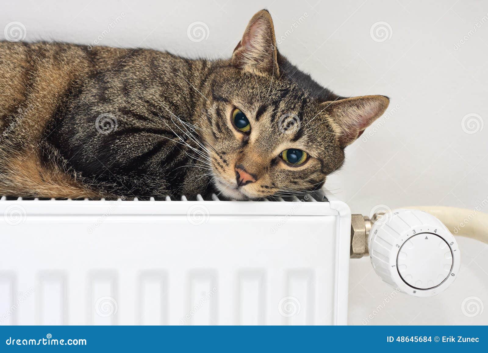 Cat Relaxing on a Warm Radiator Stock Photo - Image of male, softness ...