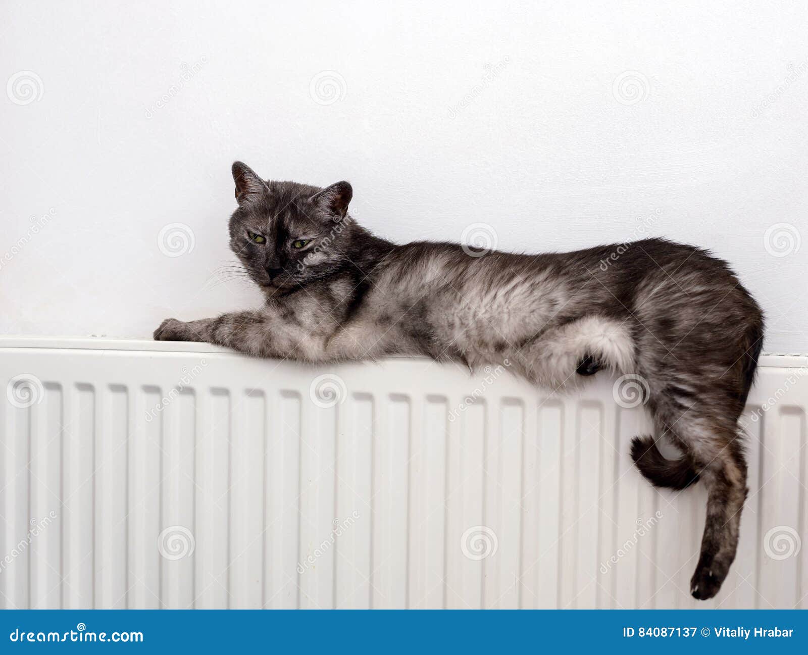 Cat Relaxing on a Warm Radiator Stock Image - Image of warm, tranquil ...