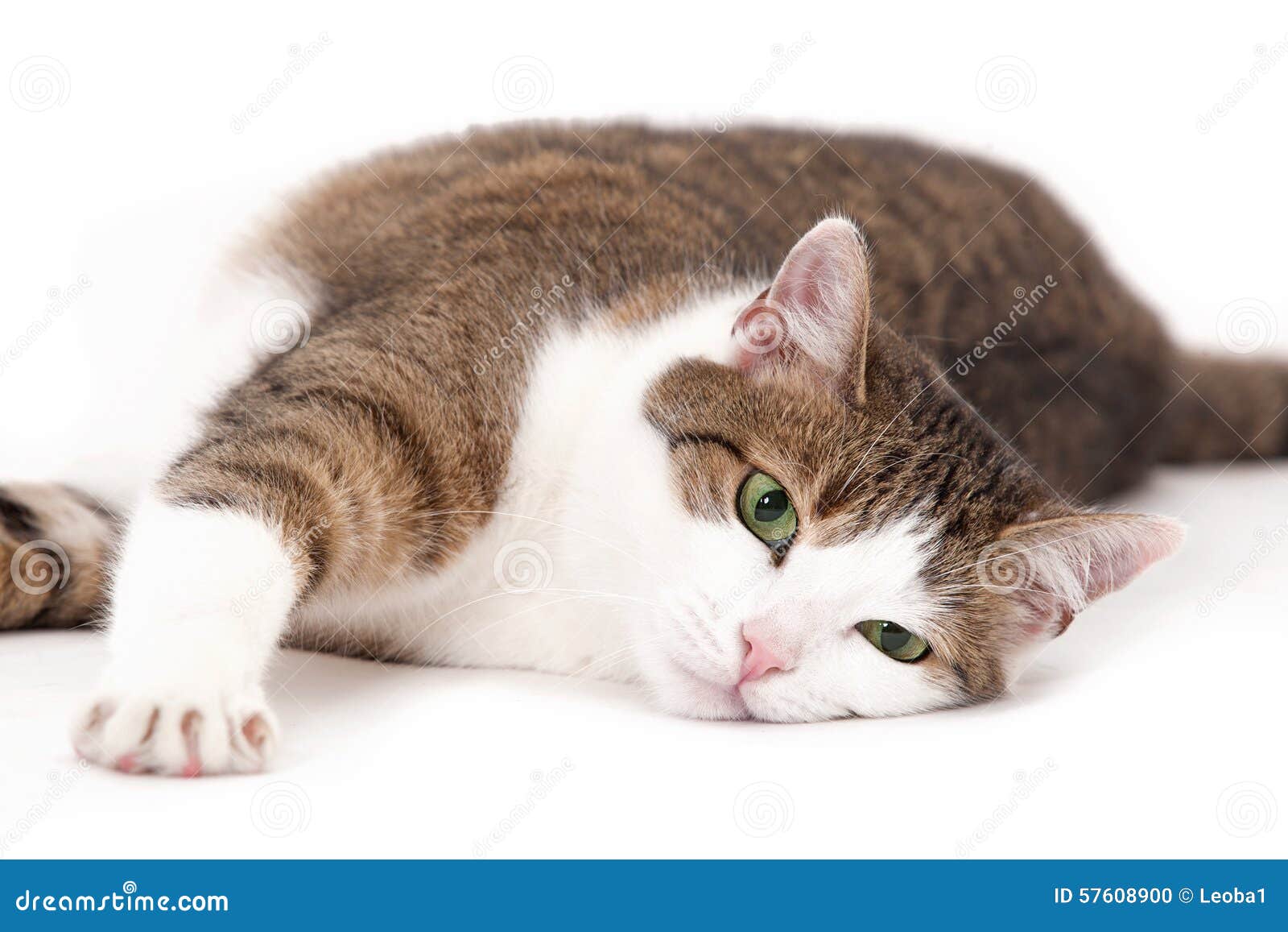 Cat relaxing stock photo. Image of mammals, mammal, lying - 57608900