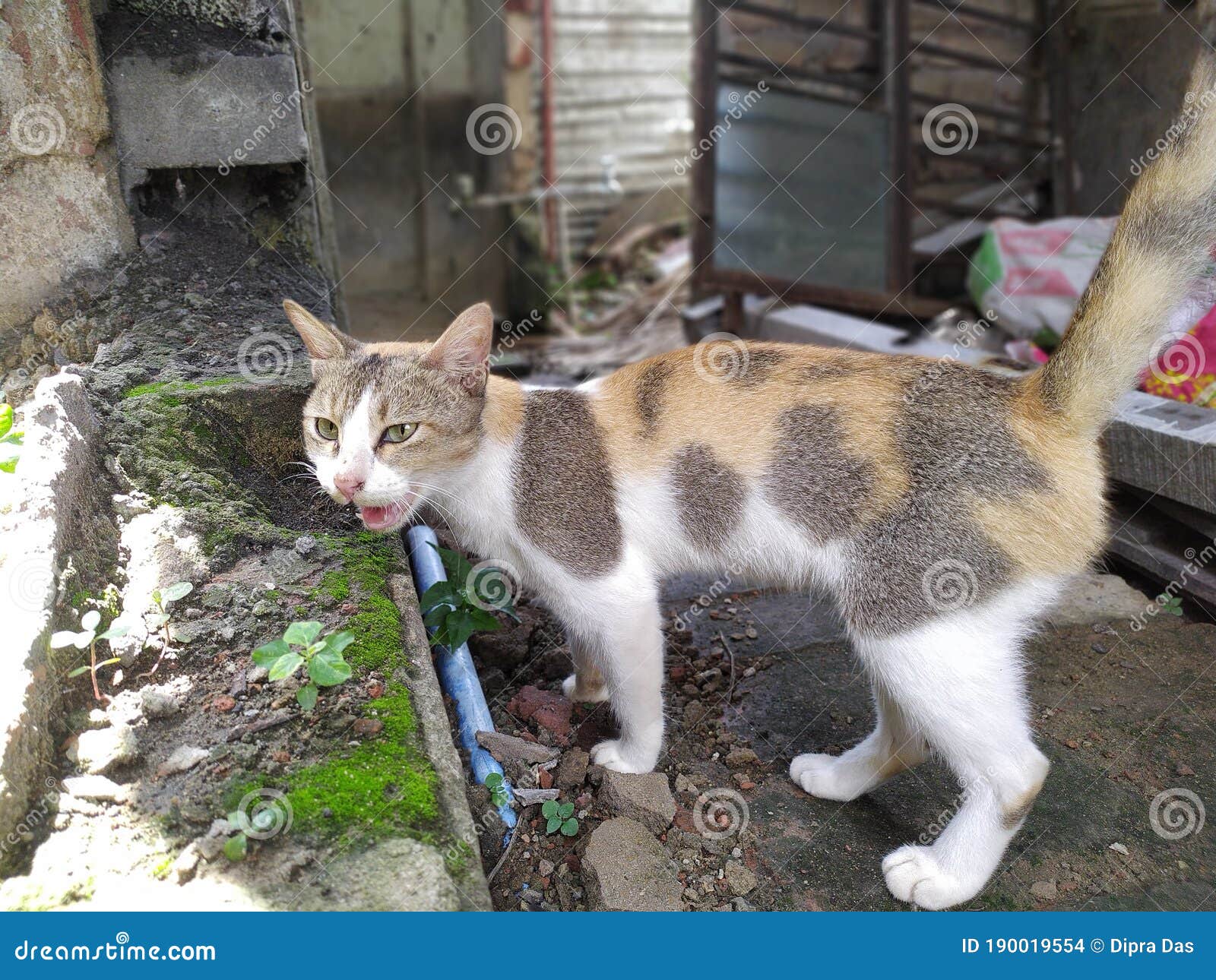 When Cat Response To Your Camera Stock Photo - Image of pets ...