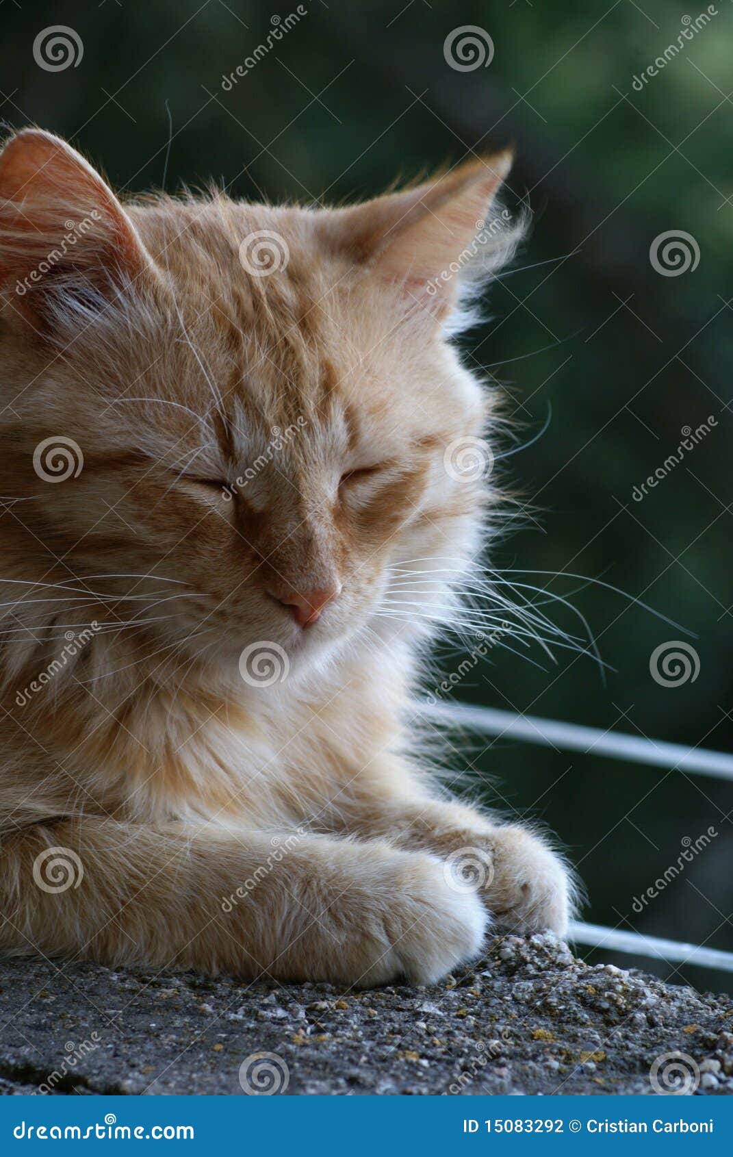 Cat at rest stock photo. Image of curious, nosy, domestic - 15083292