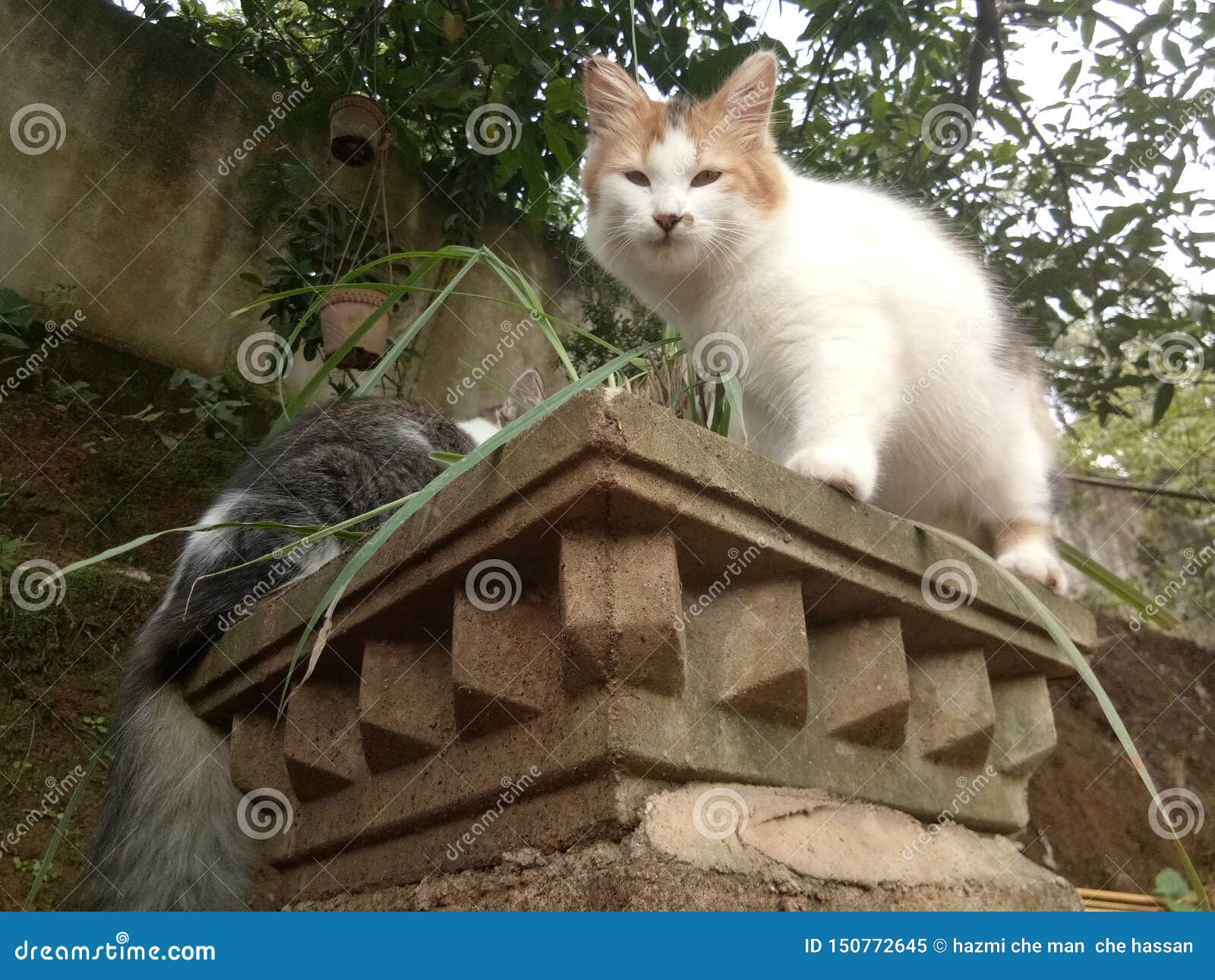 A Cat Rest at Cement Structure Stock Image - Image of cement, rest ...