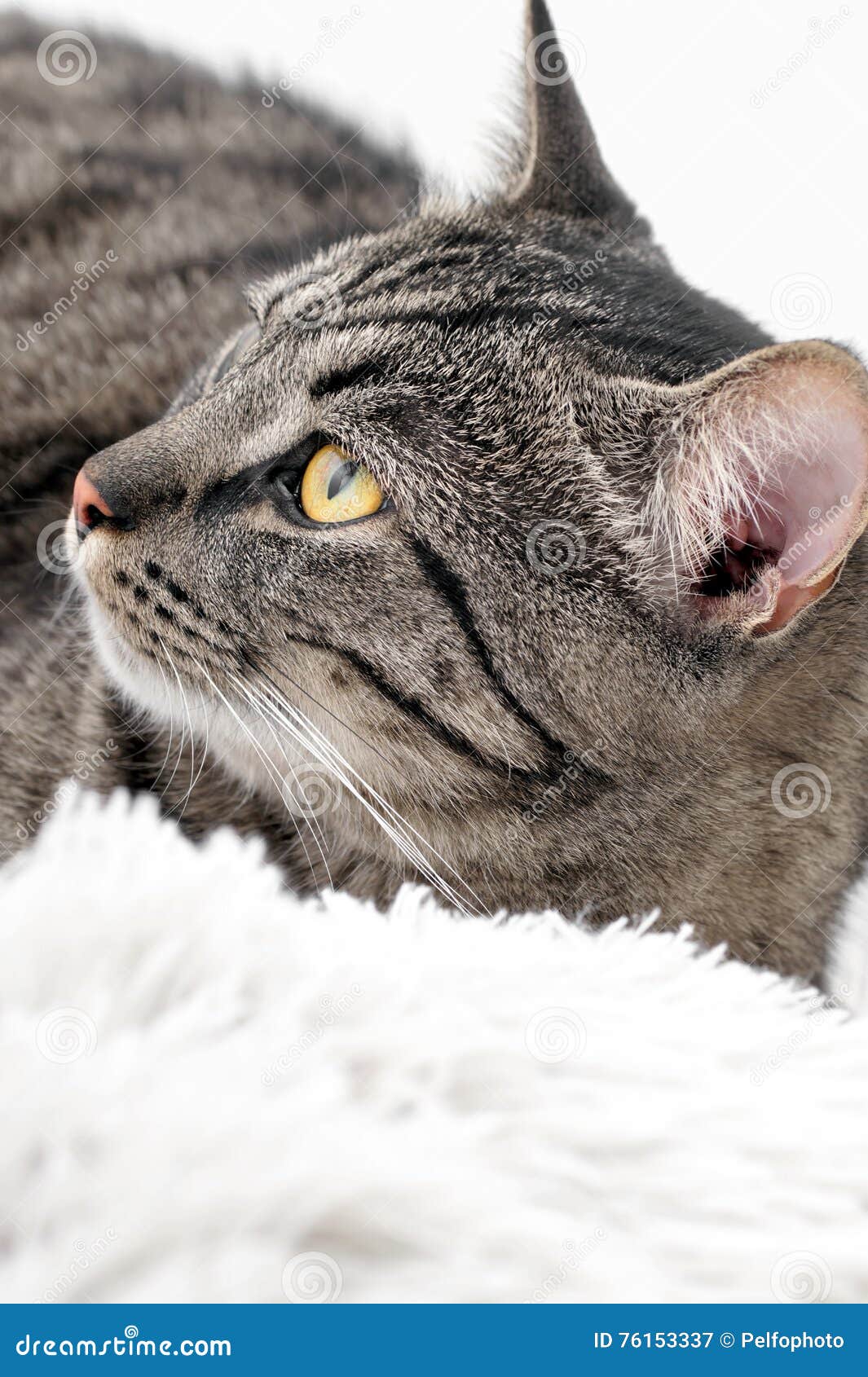 Cat at rest. stock image. Image of inside, home, cats - 76153337