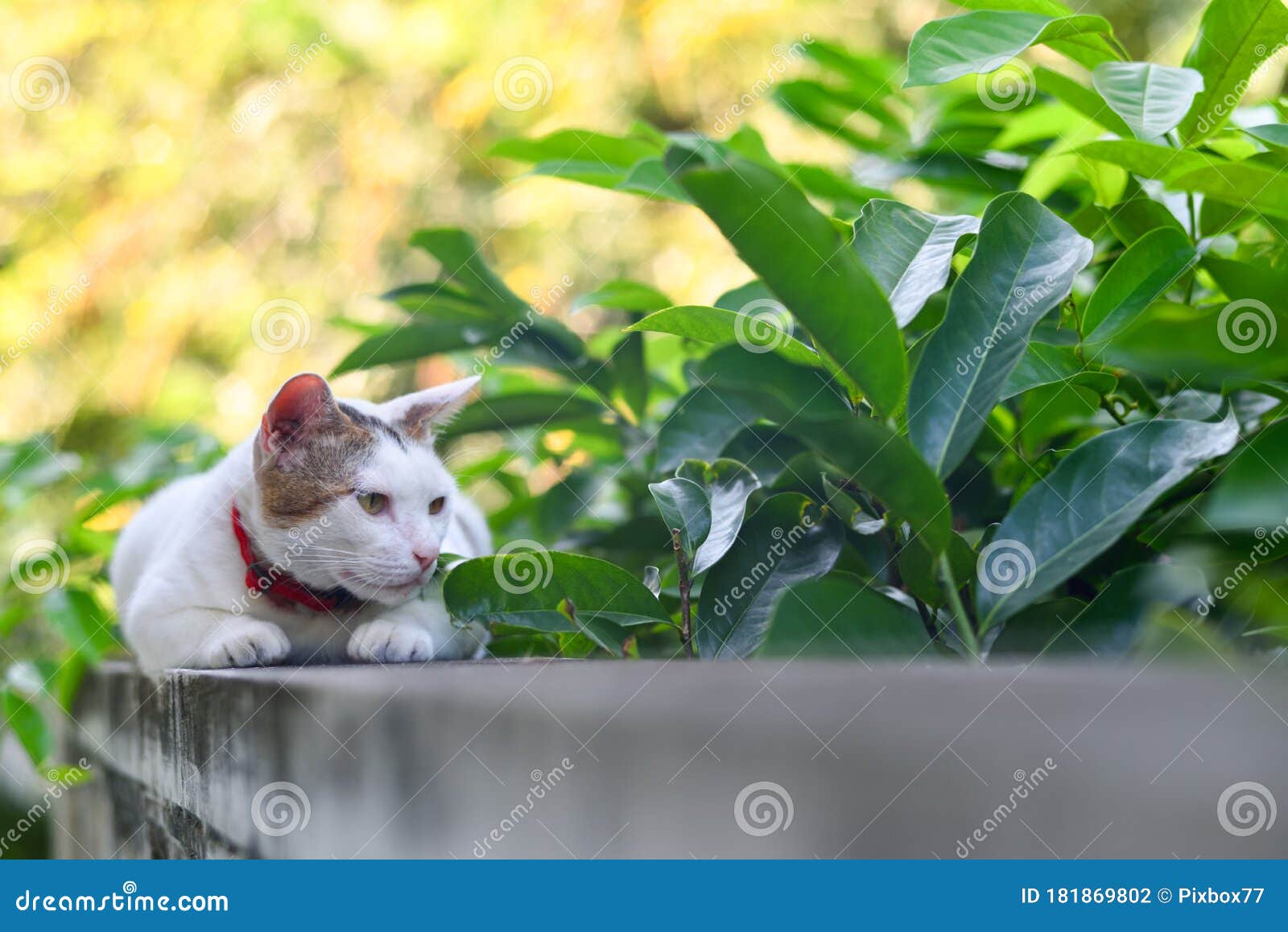 Cat rest on concrete wall stock photo. Image of cute - 181869802