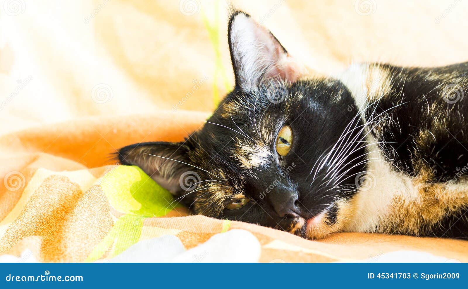 Cat at rest stock image. Image of animal, face, home - 45341703