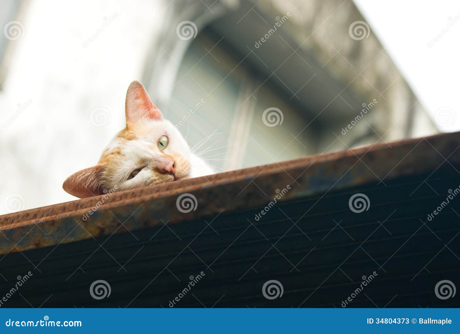 Cat rest on roof top stock image. Image of relax, outside - 34804373