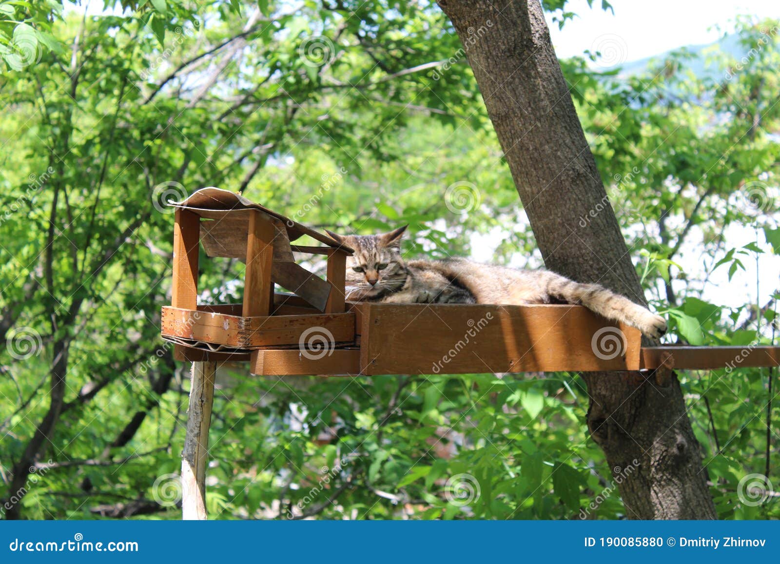 Cat on rest stock photo. Image of 2020, declivity, beach - 190085880
