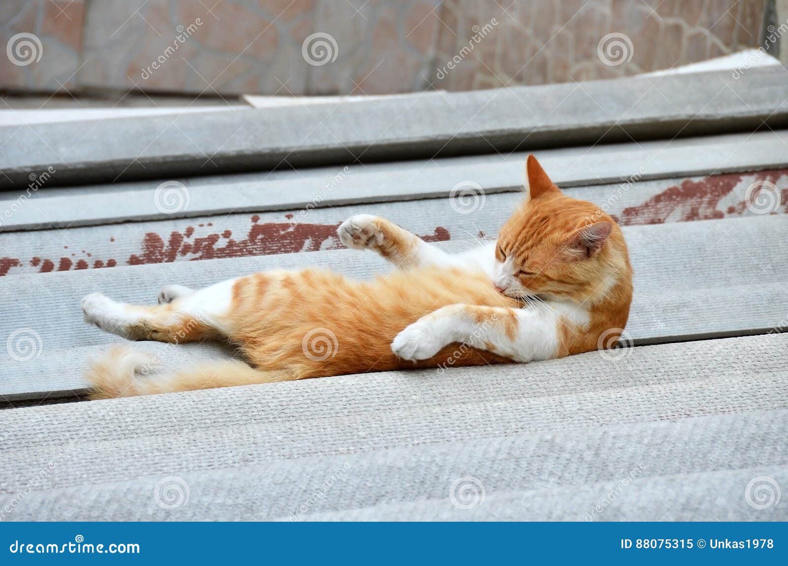 Cat rest on street stock image. Image of outside, mammal - 88075315