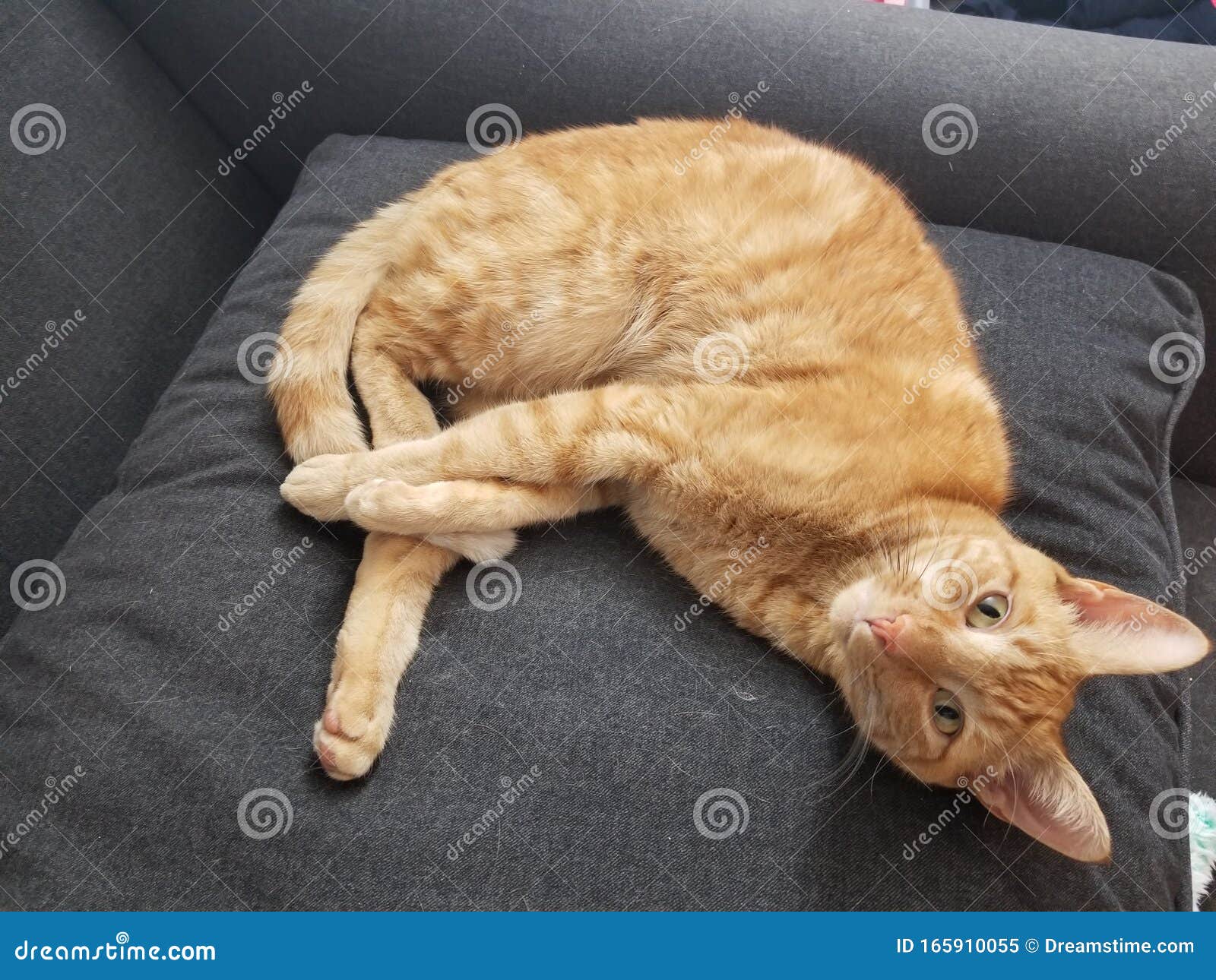 Cat at rest stock image. Image of aminals, rest, tabby - 165910055