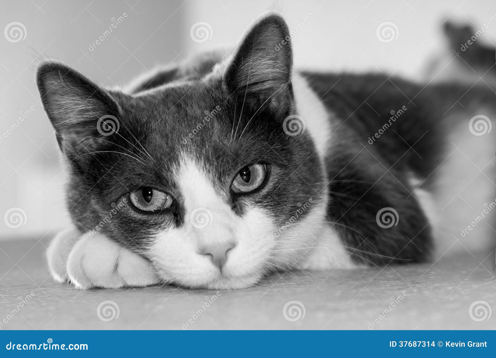 Cat at Rest stock photo. Image of peace, domestic, kitten - 37687314