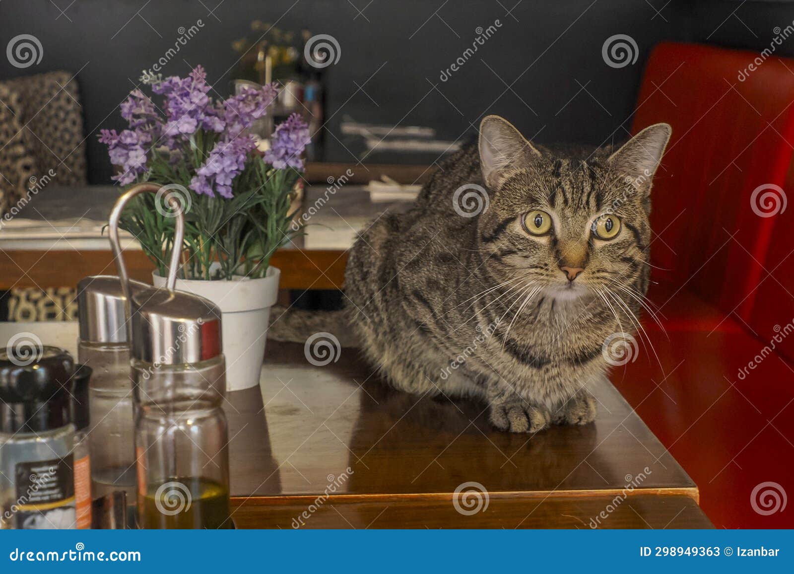 Cat on a Restaurant Table in Amsterdam Stock Image - Image of bike ...