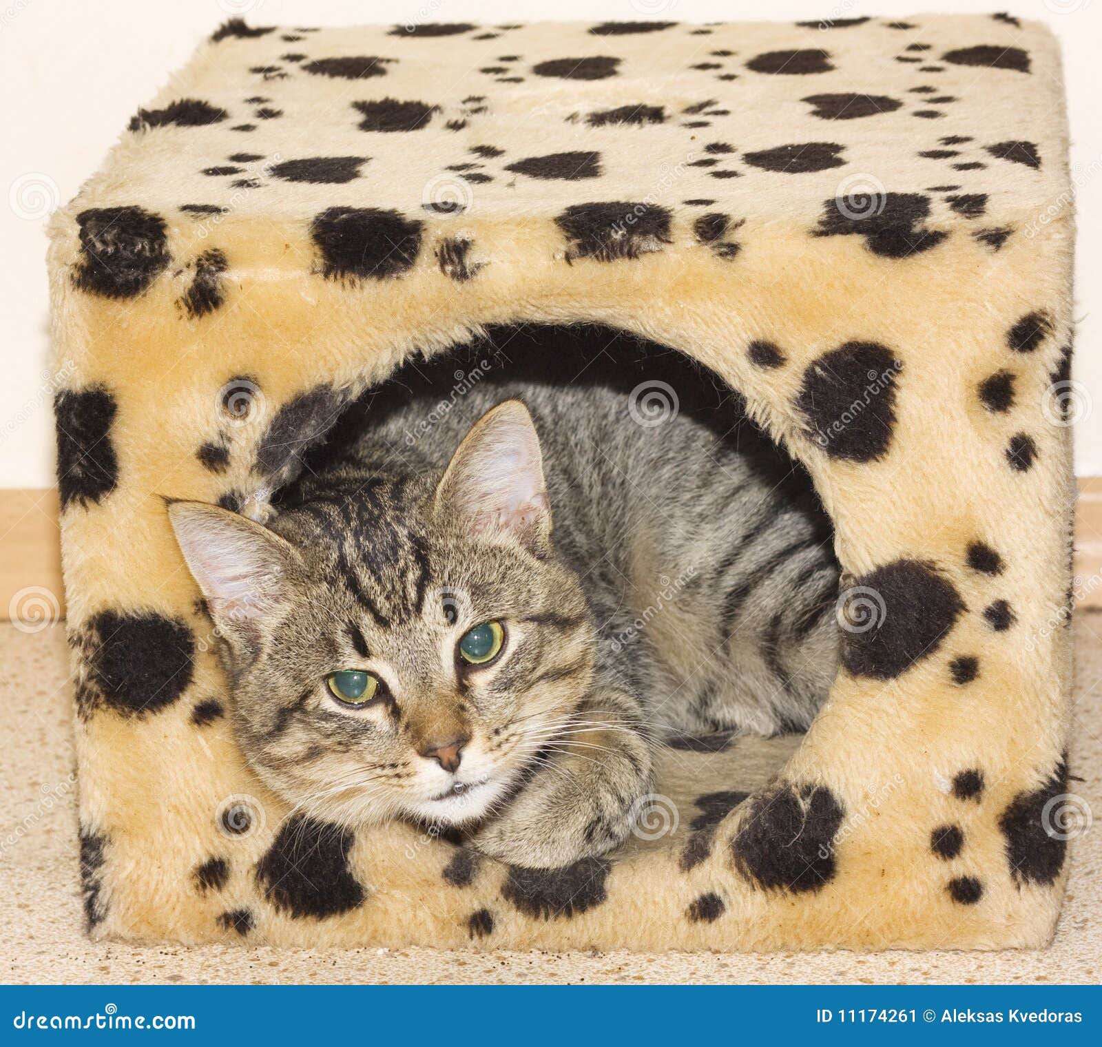 Cat resting stock image. Image of pets, cute, domestic - 11174261