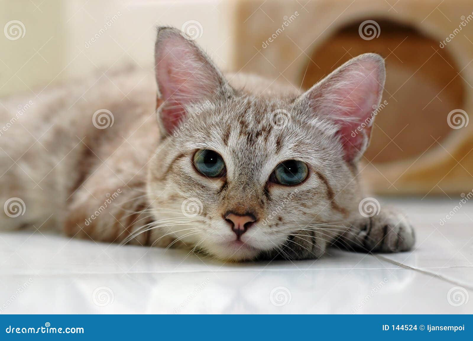 Cat resting stock photo. Image of animal, friend, wildlife - 144524