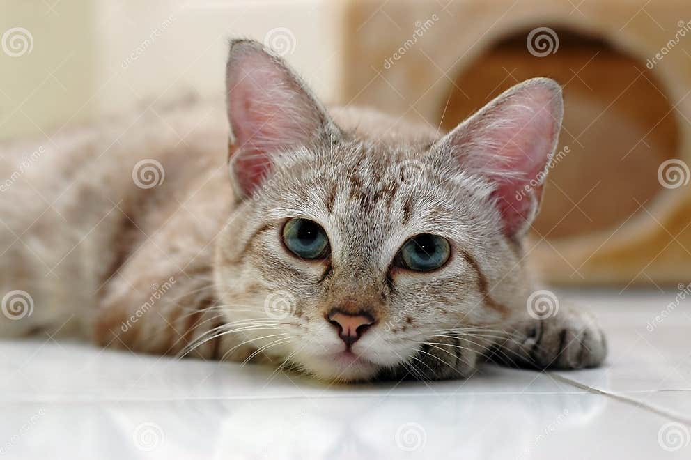 Cat resting stock photo. Image of animal, friend, wildlife - 144524