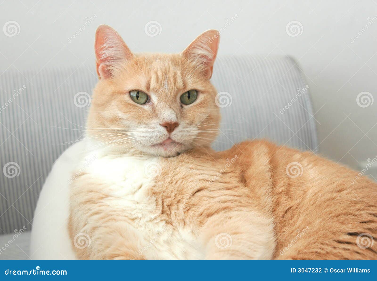 Cat Resting stock photo. Image of soft, home, animal, pose - 3047232