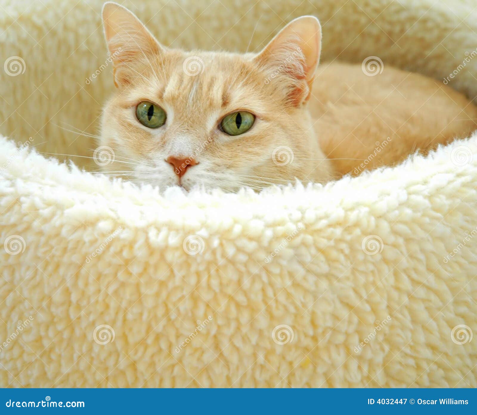 Cat Resting stock image. Image of resting, companion, mammal - 4032447