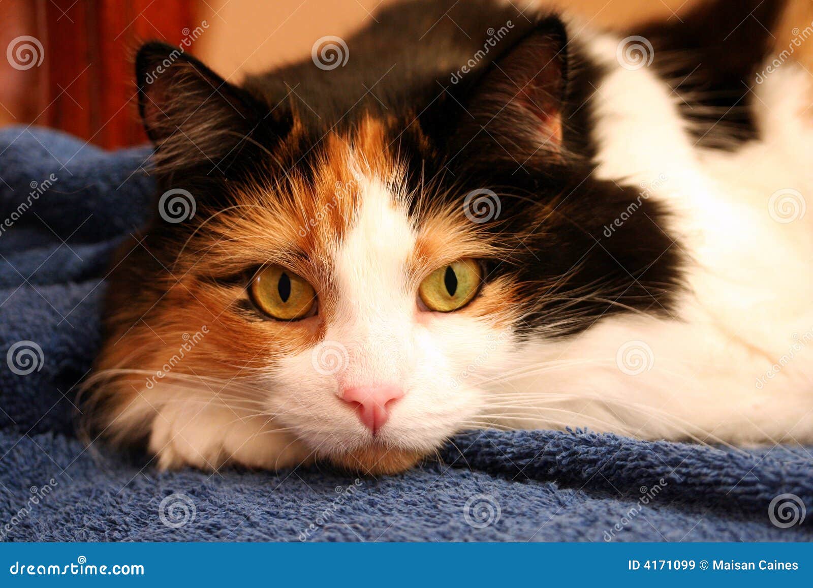 Cat Resting stock image. Image of friendship, animal, kitten - 4171099