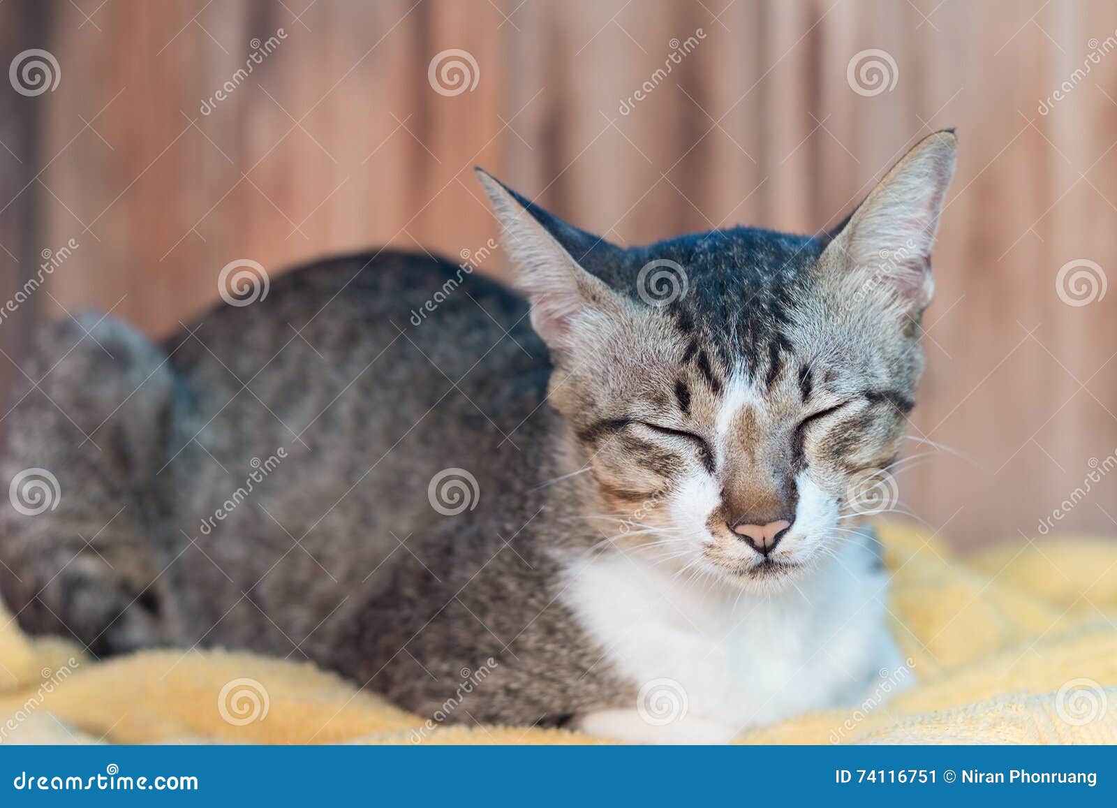 Cat Resting imagen de archivo. Imagen de rayas, melenudo - 74116751