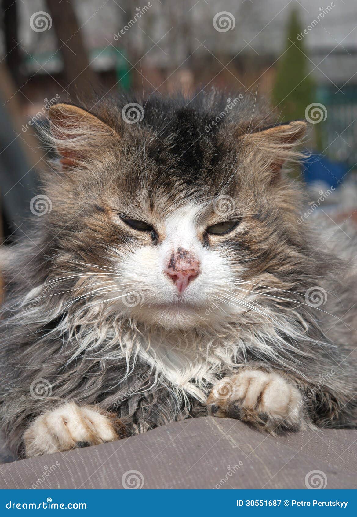 Cat resting stock image. Image of animals, lying, furry - 30551687