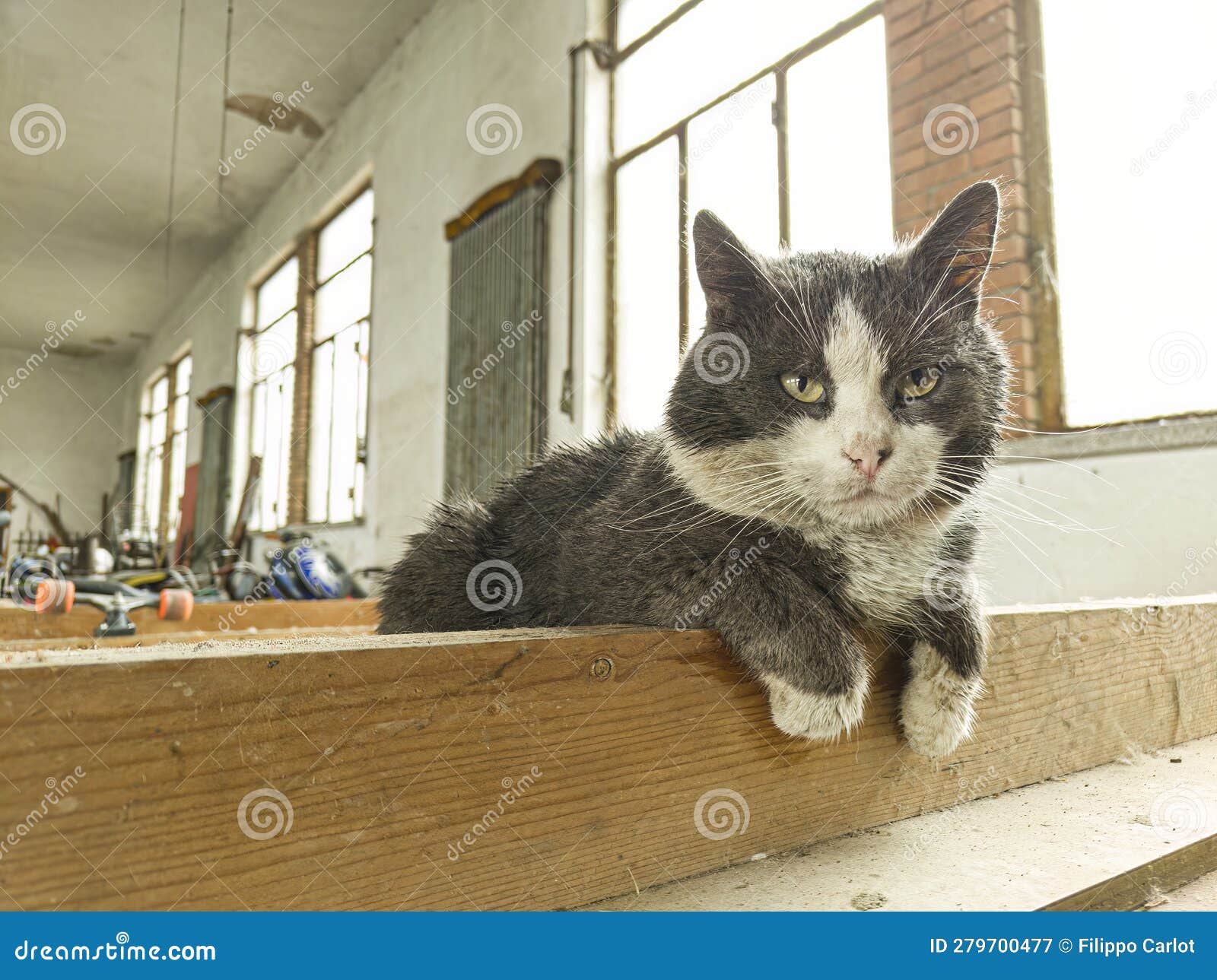 Cat Amid Abandoned Objects in Disused Place Stock Image - Image of ...