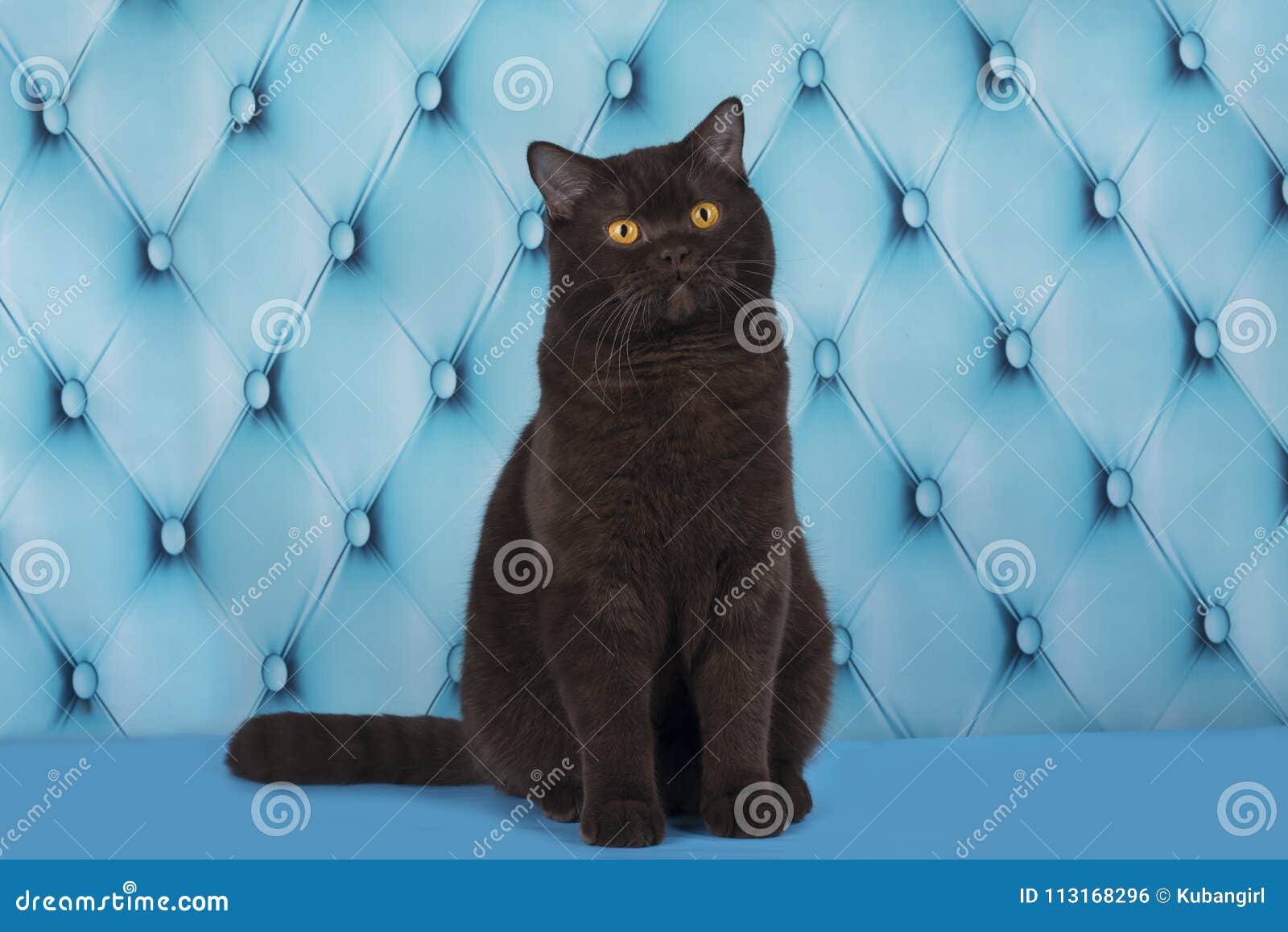 Cat is Resting on the Blue Couch Stock Photo - Image of faithful, play ...